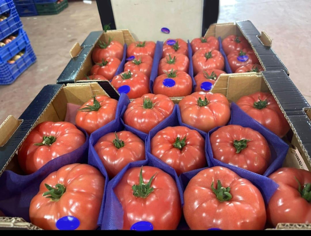 Tekero Tarım Antalya